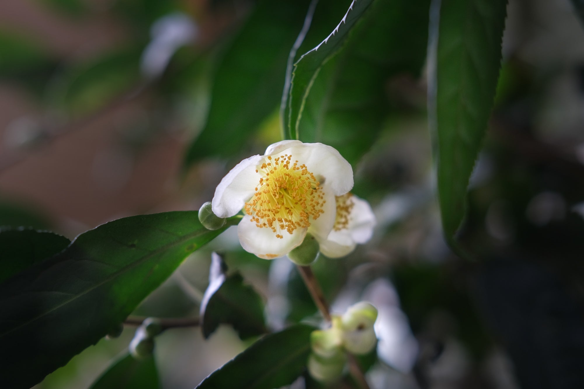 2022 tea harvest in Yunnan: our producer's experience – Eastern Leaves