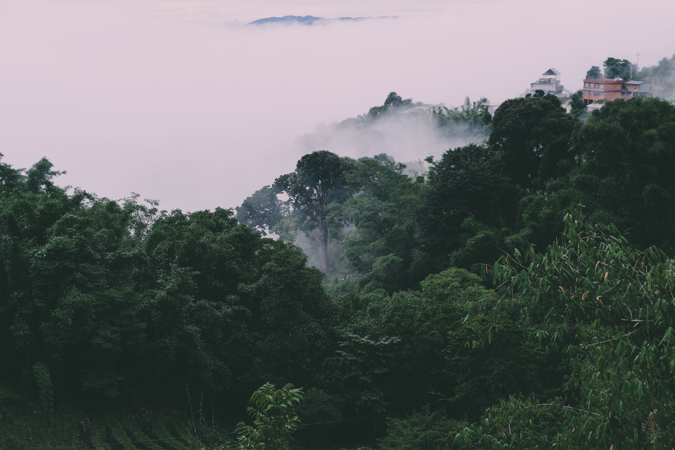 Our production – Eastern Leaves